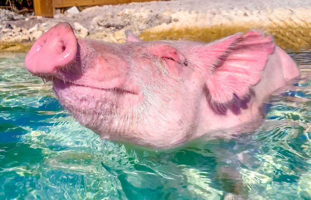 Swim with the Pigs On Your Bahamas Cruise to Great Stirrup Cay | NCL ...