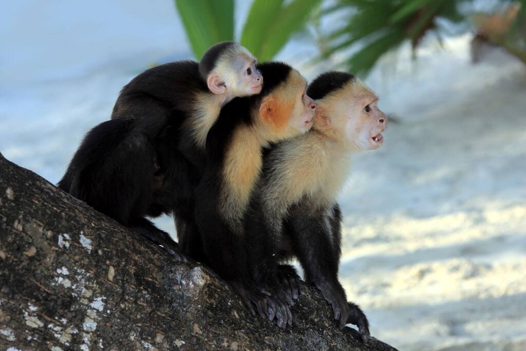 Cruises to Roatan, Bay Islands - Honduras | NCL - Norwegian Cruise Line