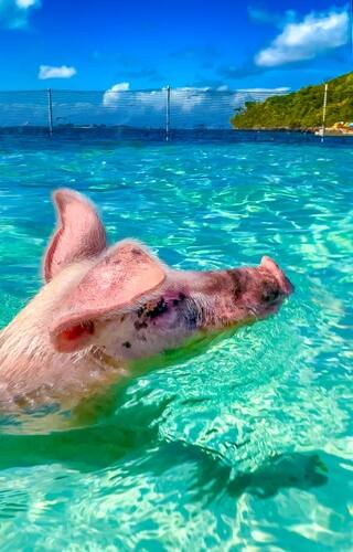 Swim with the Pigs On Your Bahamas Cruise to Great Stirrup Cay | NCL ...