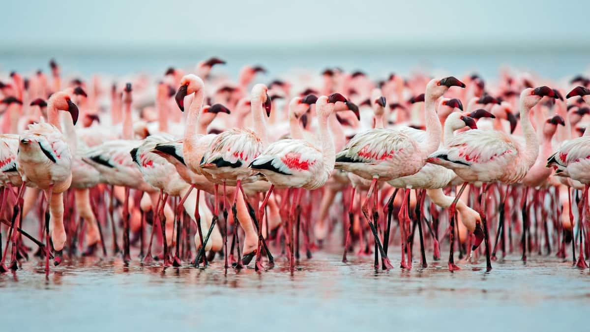 Cruises to Walvis Bay, Namibia | NCL