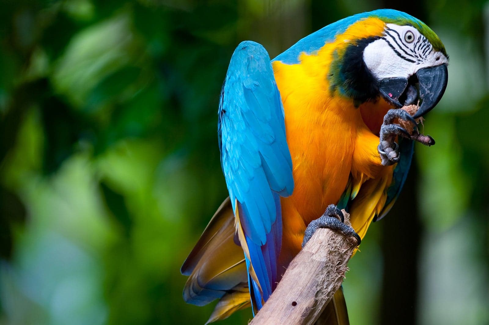 Cruises to Roatan, Bay Islands - Honduras | NCL - Norwegian Cruise Line