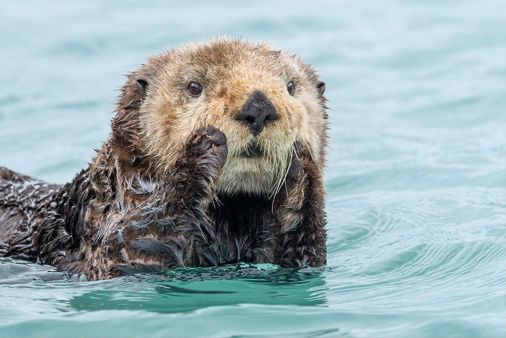 5 Expert Tips for Photographing Alaska's Wildlife | Blogue de voyage NCL