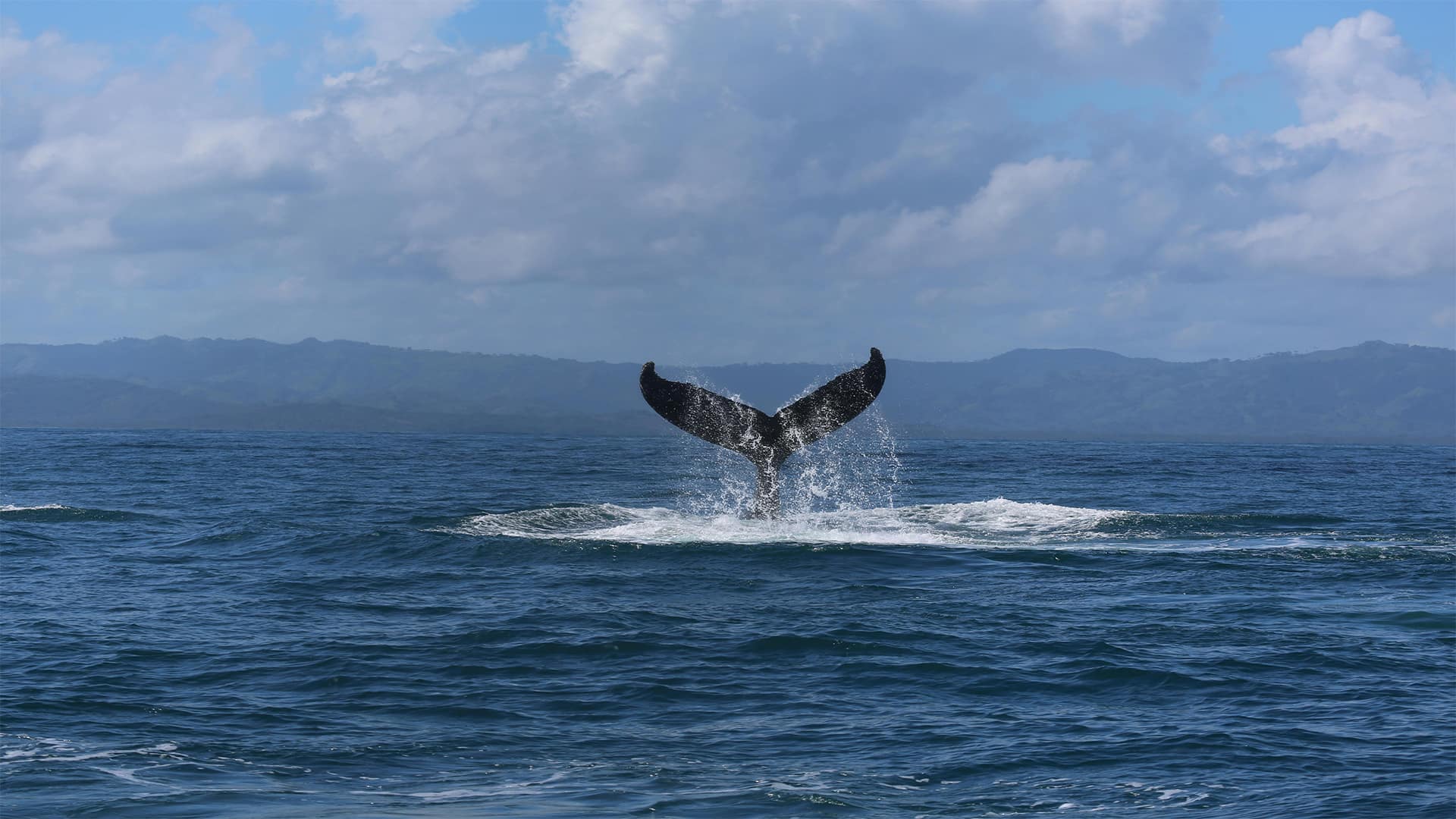 Akureyri, Iceland Whale Watching From Hauganes Excursion | Norwegian ...