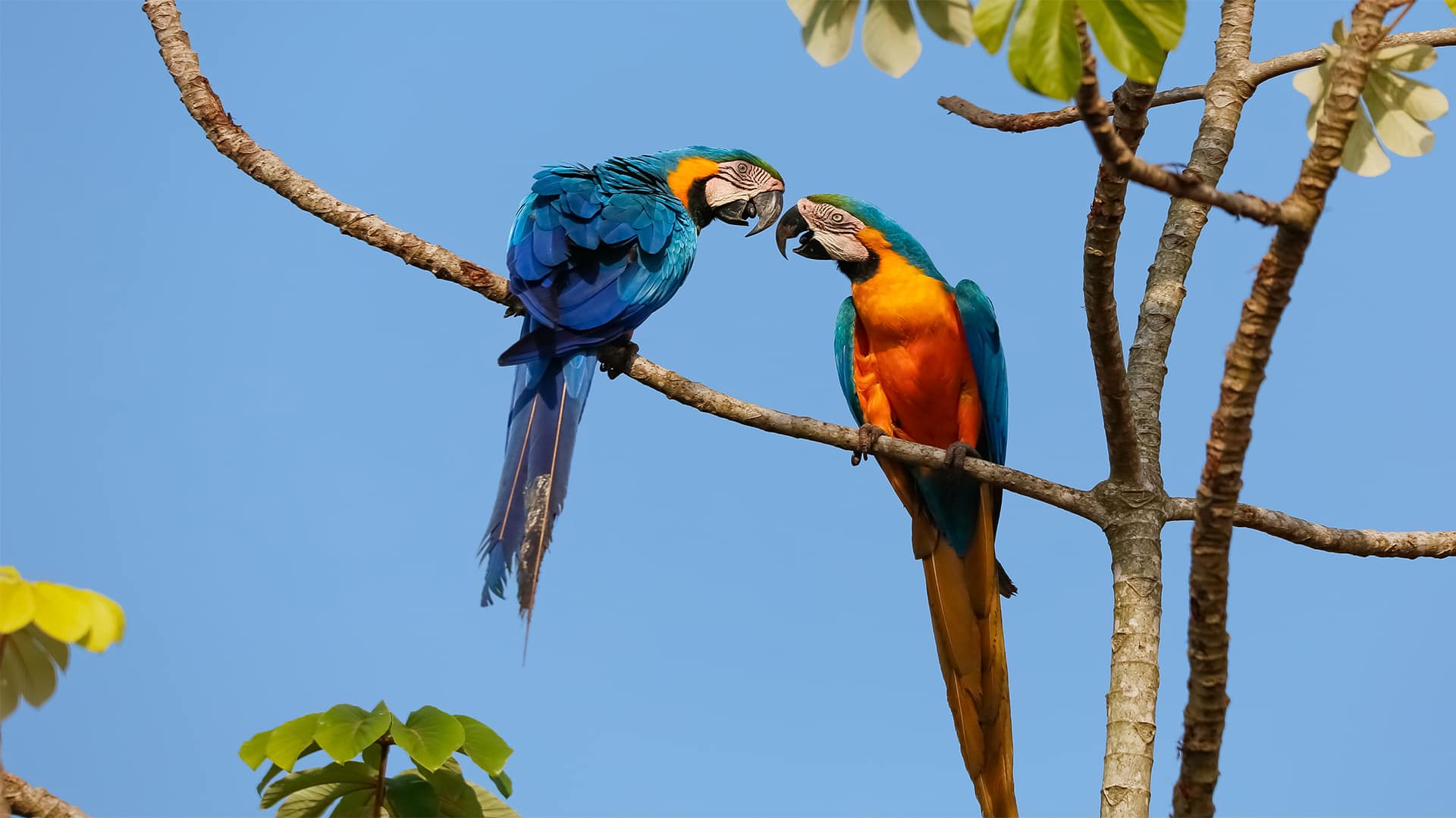 Puerto Plata, Dominican Republic Ocean World Day Pass & Dominican ...