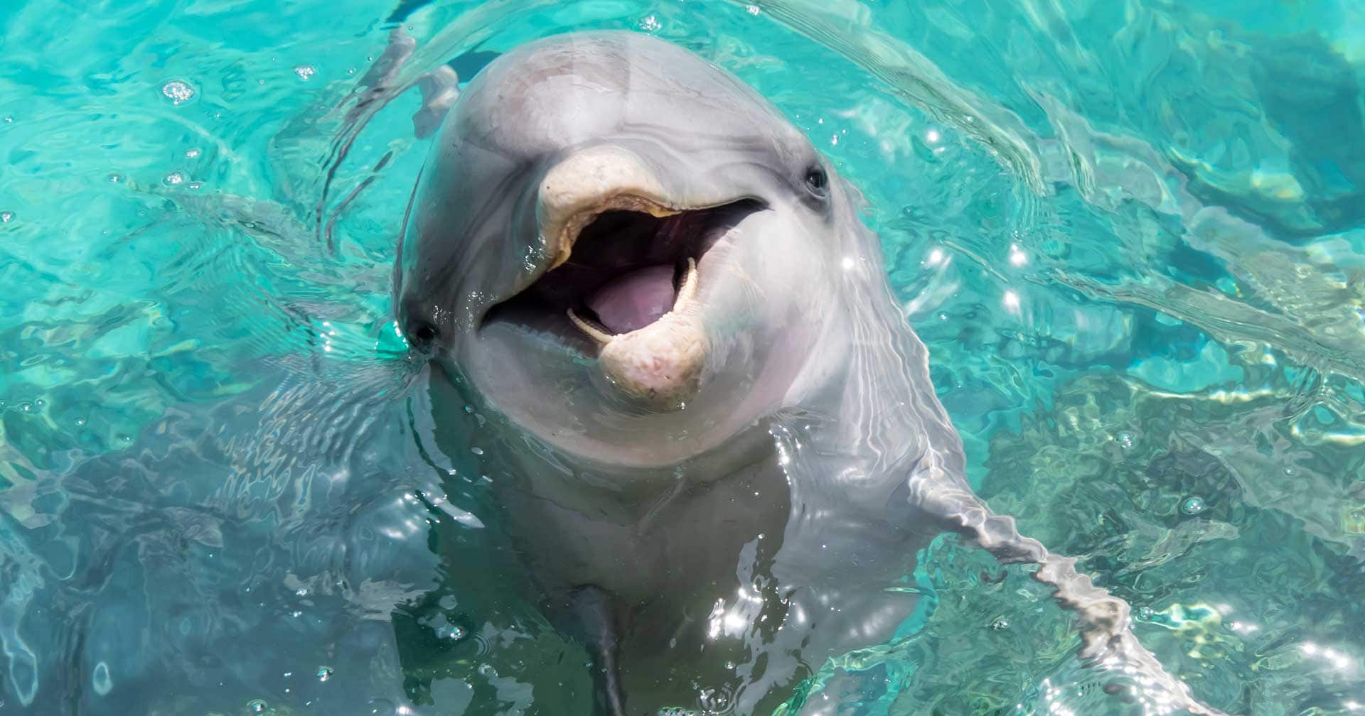 Basseterre, St. Kitts Dolphin Encounter Excursion | Norwegian Cruise Line