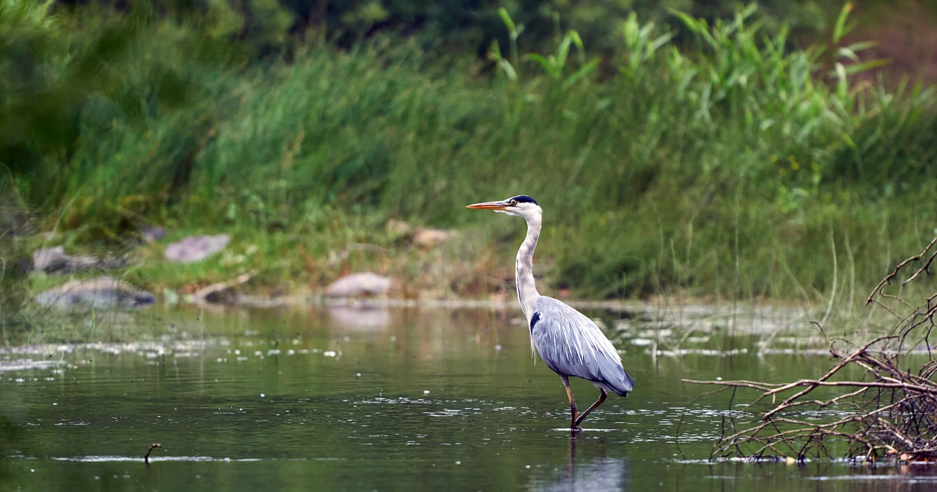 Belfast, Northern Ireland Wetlands Centre At Castle Espie Excursion ...