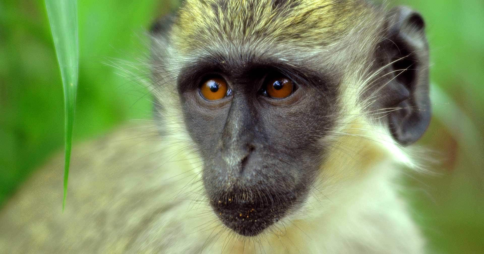 Bridgetown, Barbados 4X4 Adventure & Green Monkey Encounter Excursion ...