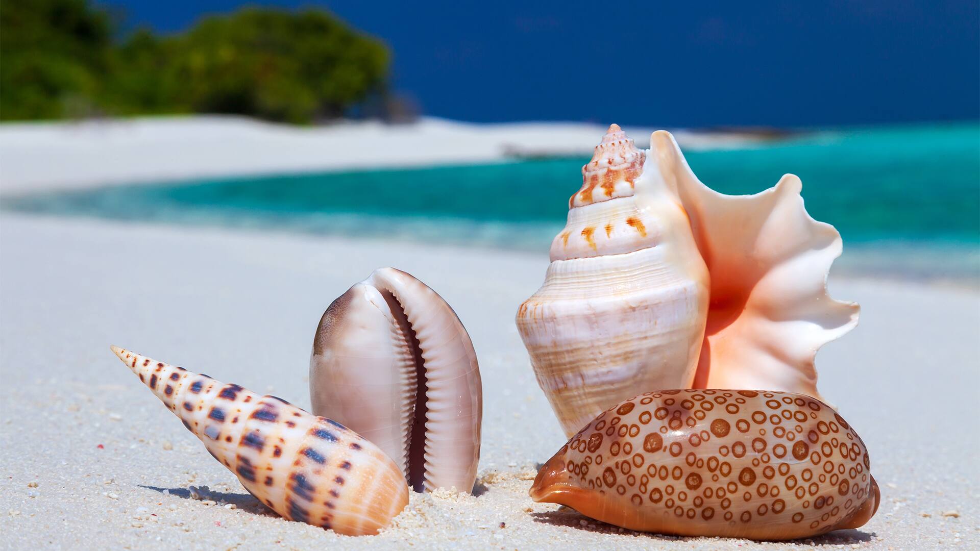 Bimini, Bahamas Eco Conch Cruise Excursion | Norwegian Cruise Line