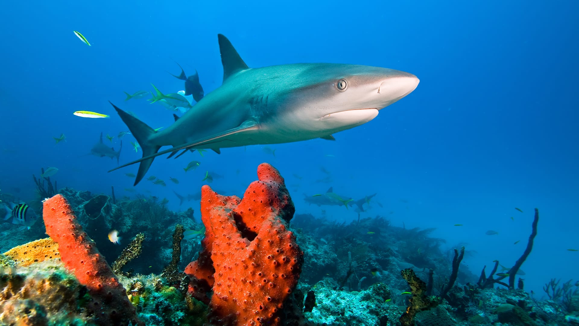Bimini, Bahamas Reef Shark Snorkeling Adventure Excursion | Norwegian ...