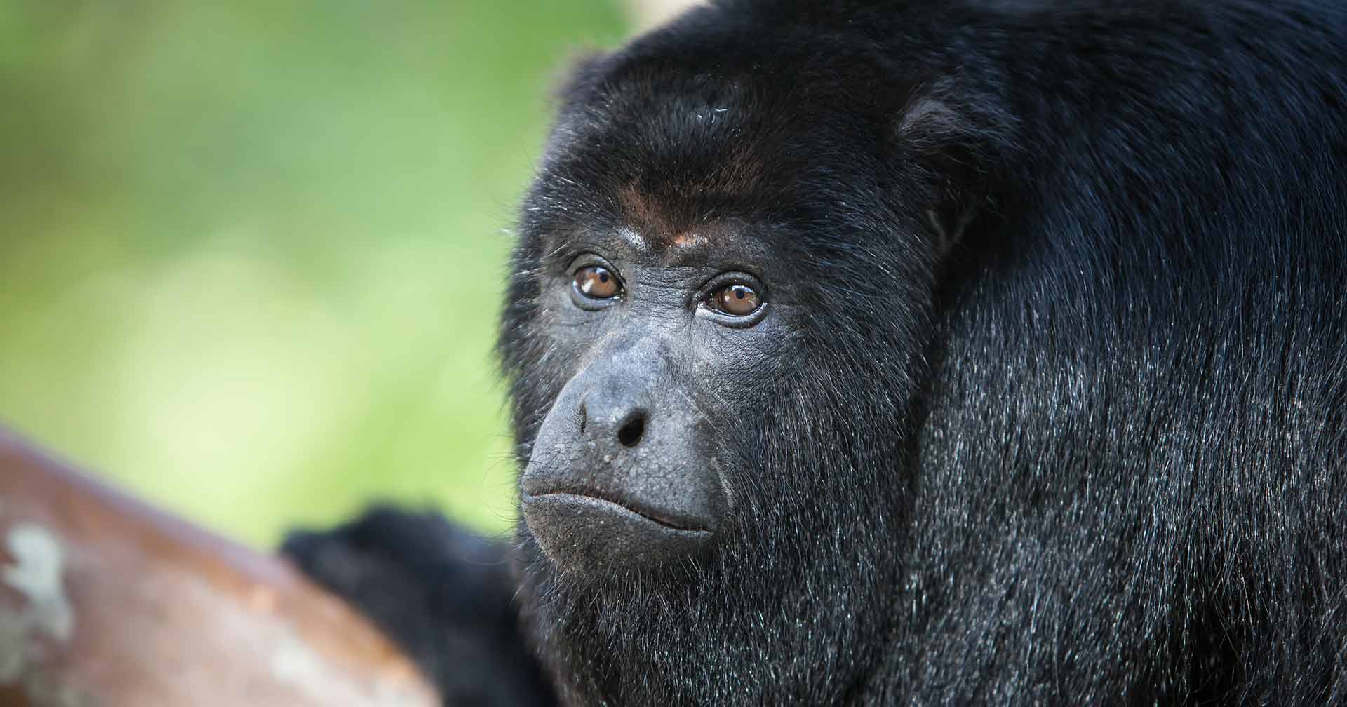 Belize City, Belize Howler Monkey Sanctuary & Belize Zoo Excursion ...