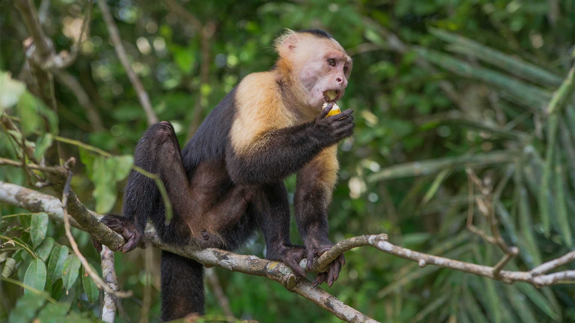 Colón, Panama Grand Tour Excursion | Norwegian Cruise Line
