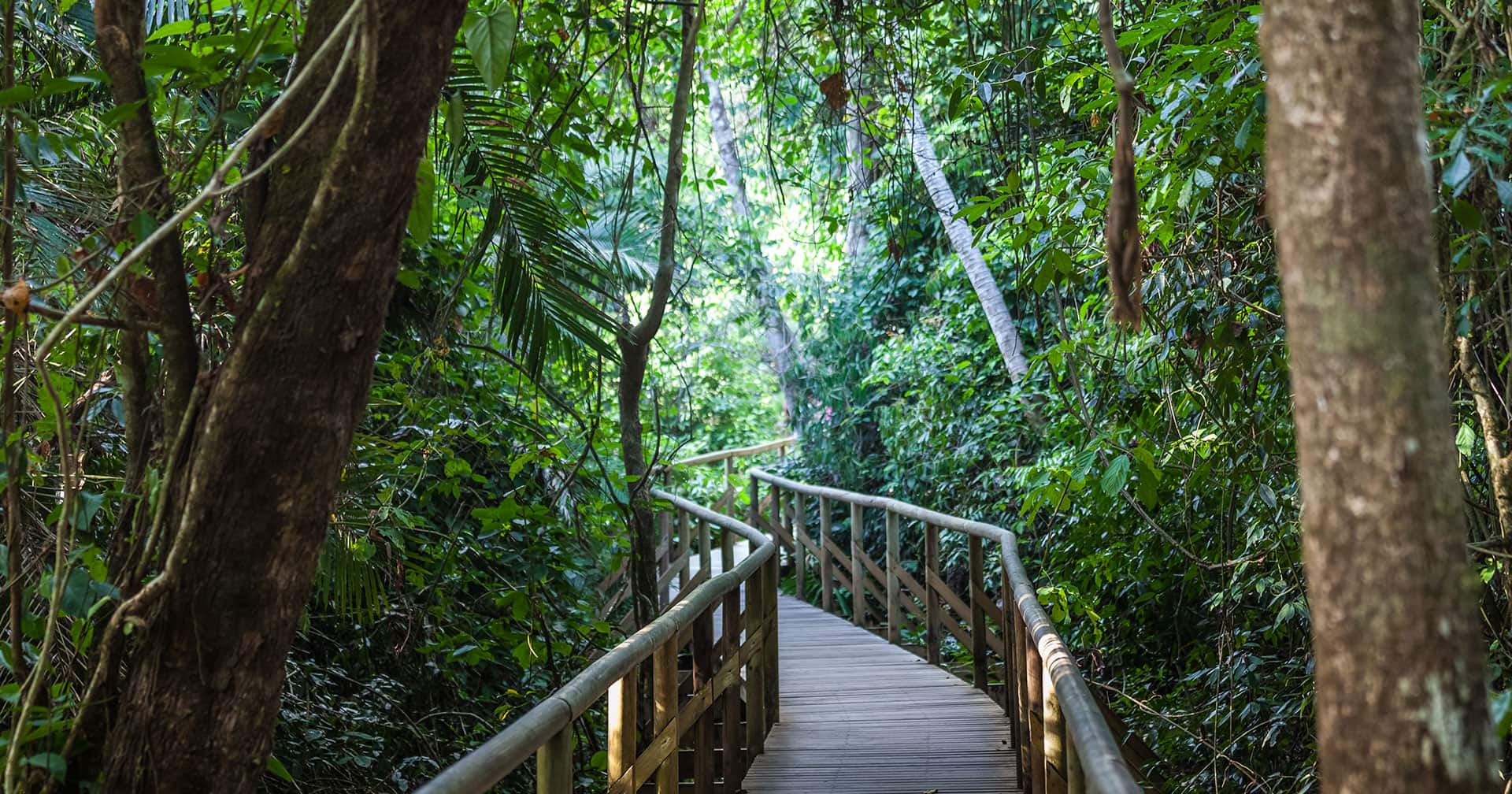 Colón, Panama Zipline Rainforest Adventure Excursion | Norwegian Cruise ...
