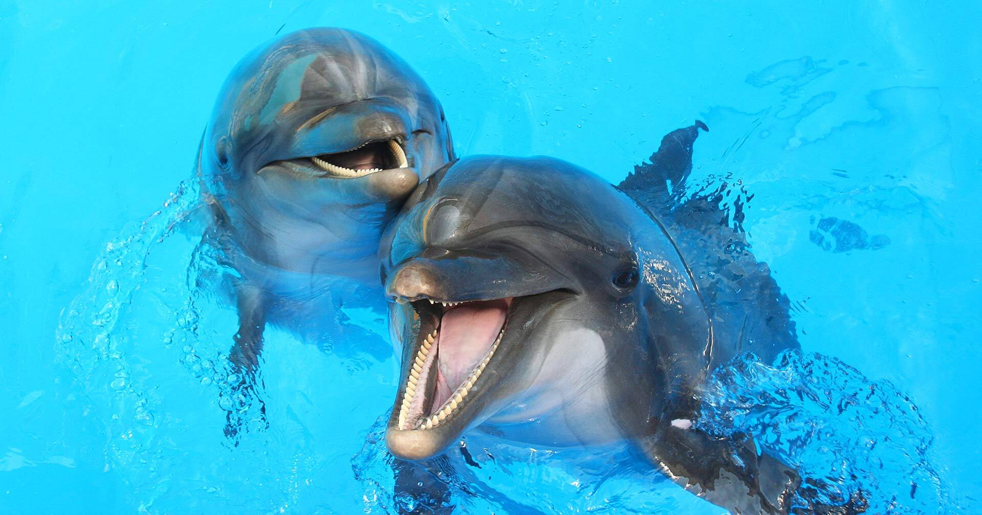 Cabo San Lucas, Mexico Dolphin Signature Swim Excursion | Norwegian ...