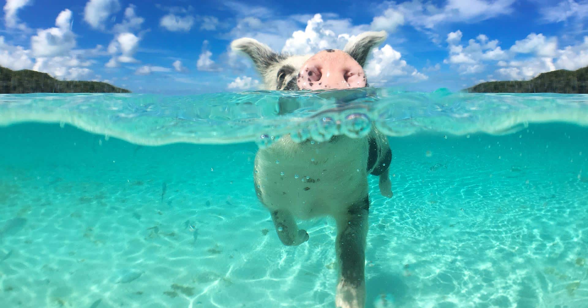 Grand Bahama Island, Bahamas The Swimming Pigs Tour Excursion ...