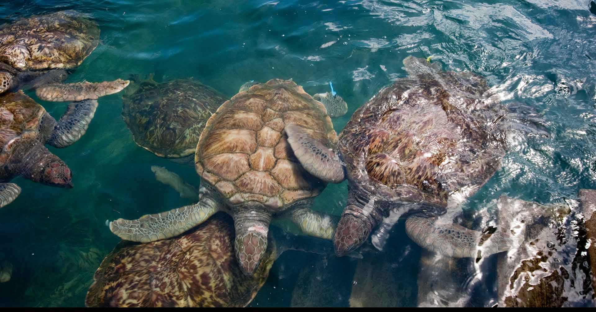 George Town, Grand Cayman Turtles, Turtles & More Turtles Excursion ...