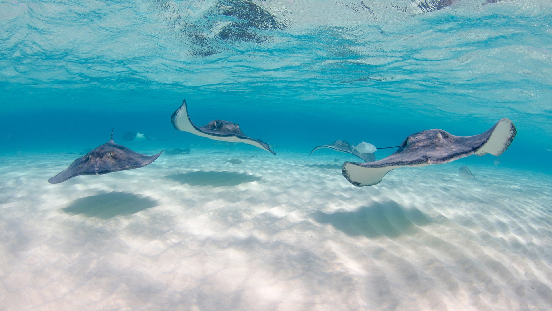 George Town, Grand Cayman Allura Catamaran & Stingray Adventure ...