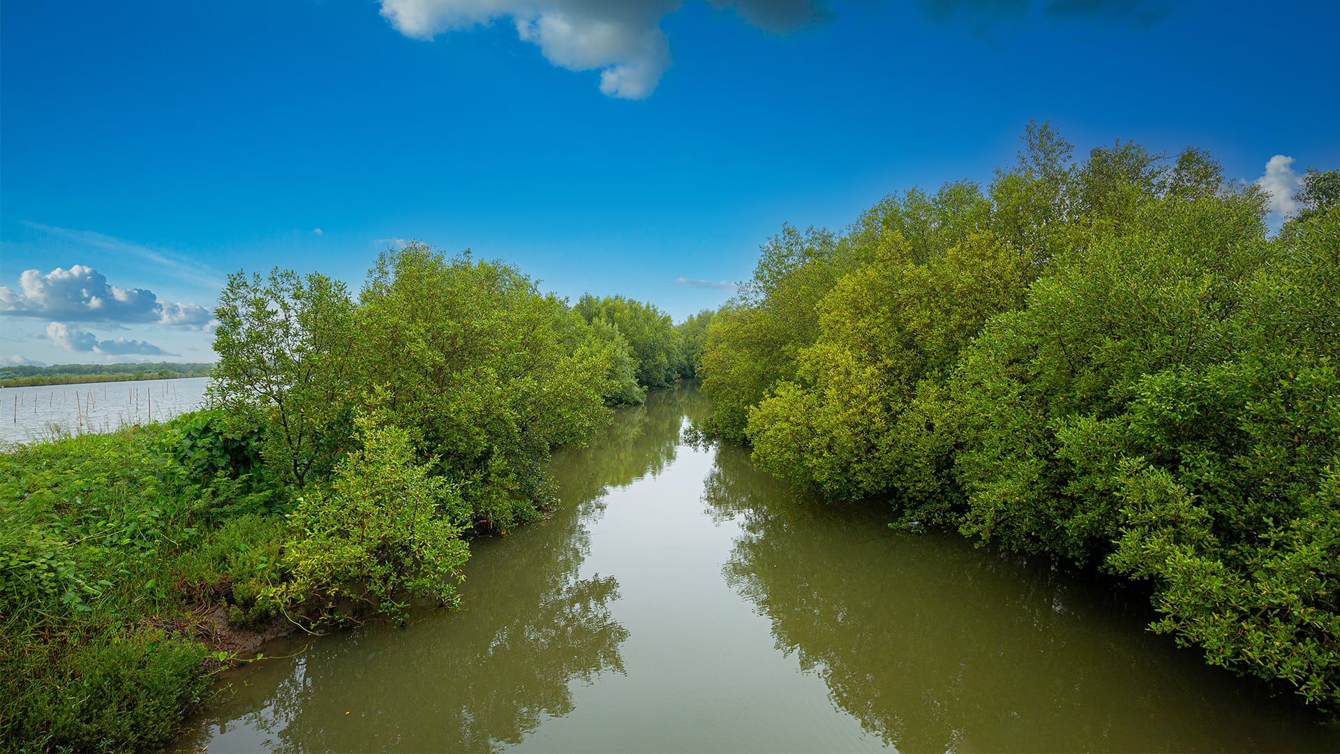 George Town, Grand Cayman Starfish Point & Mangroves Excursion ...