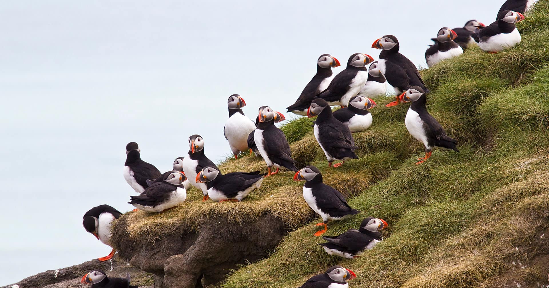 Grundarfjordur, Iceland Puffins Of Melrakkaey Island Excursion ...