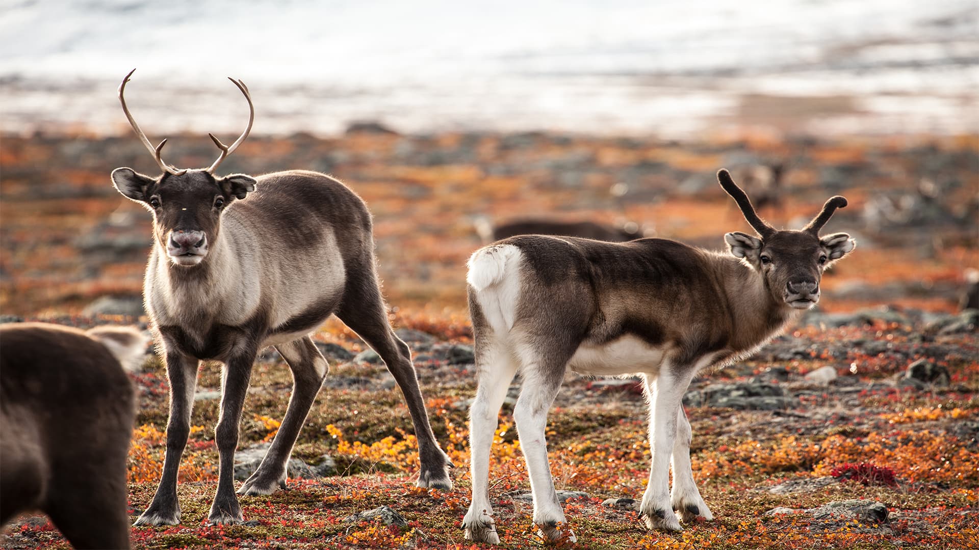 Helsinki, Finland Finnish Reindeer Experience Excursion | Norwegian ...
