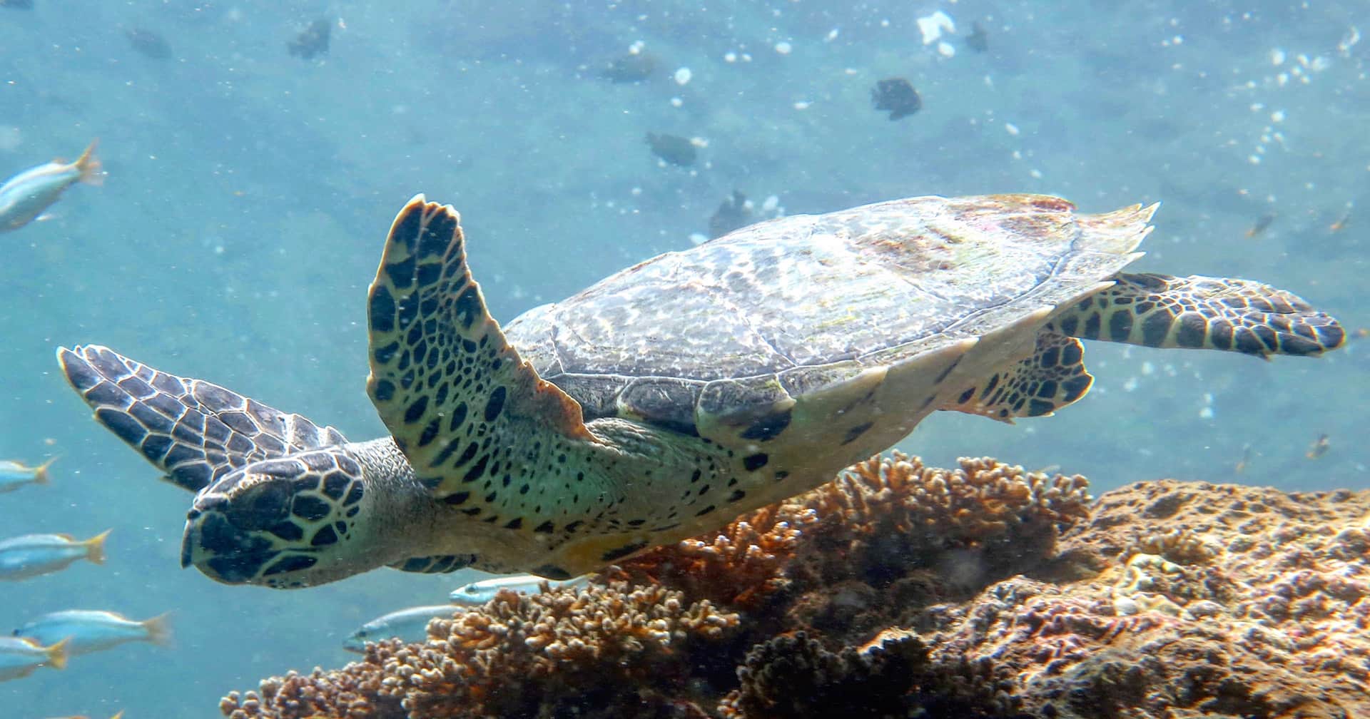 Phuket, Thailand Go Green- Marine Turtle Foundation & Gibbon Project ...