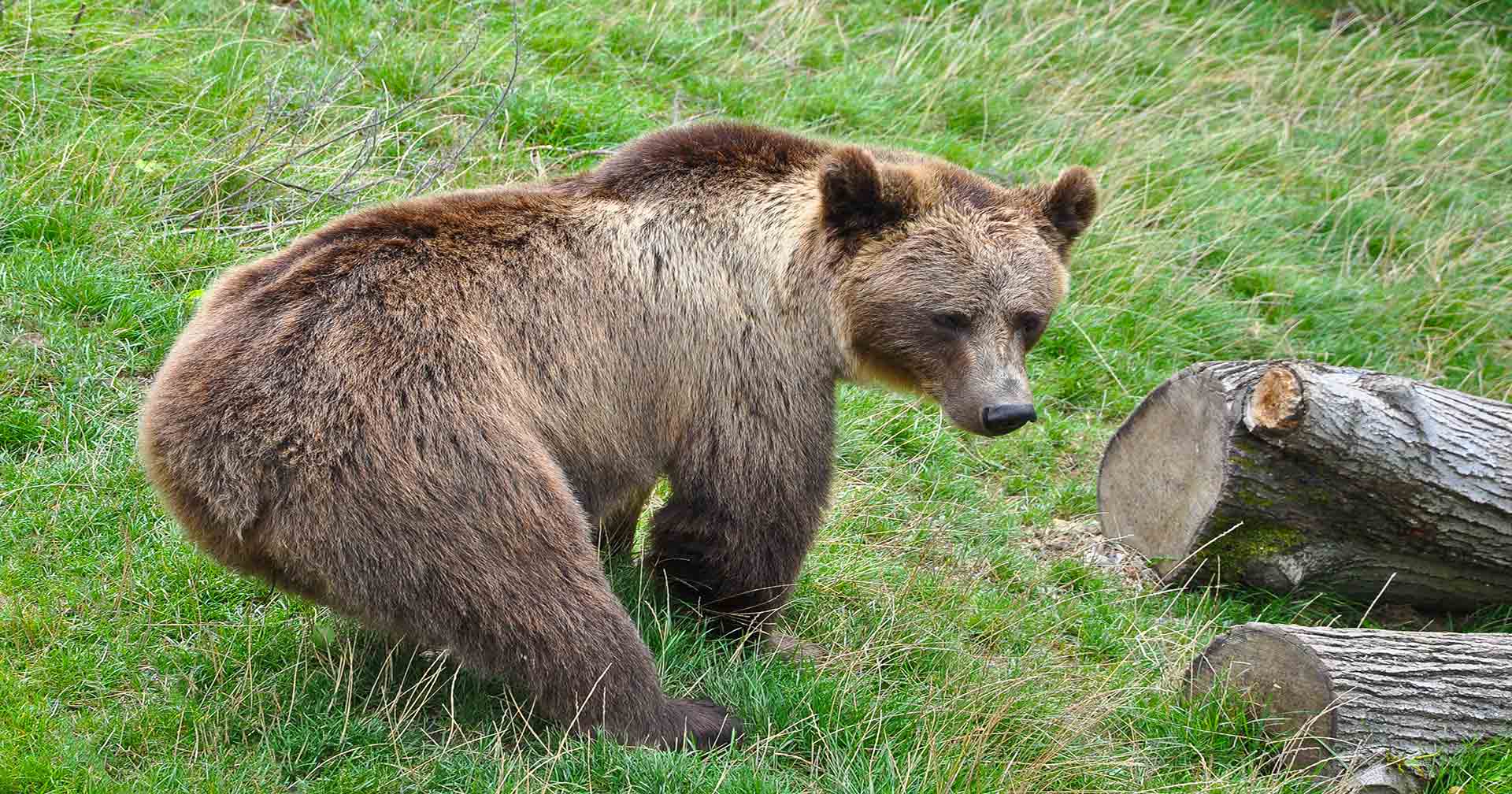 Icy Strait Point, Alaska Whale Watching & Bear Search Excursion ...