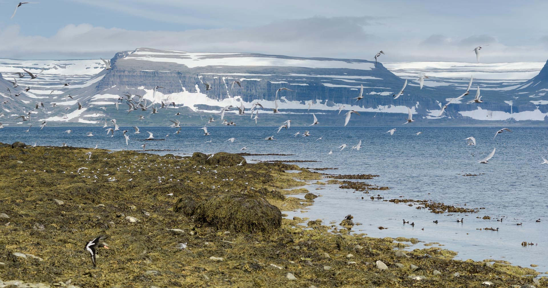 Isafjordur, Iceland The Bird Island Of Vigur Excursion | Norwegian ...