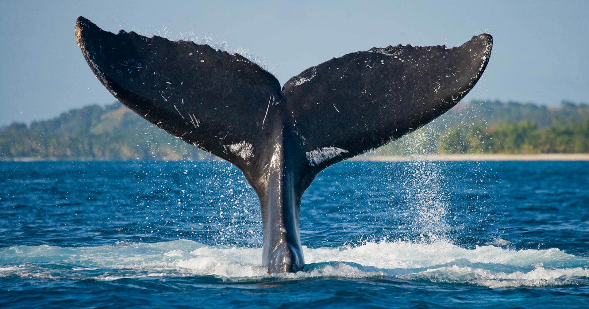 Juneau, Alaska Discover Alaska's Whales - Small Group Excursion ...