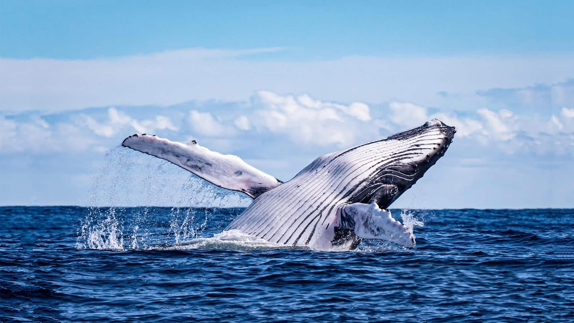 Juneau, Alaska Express Whale Watching Excursion | Norwegian Cruise Line