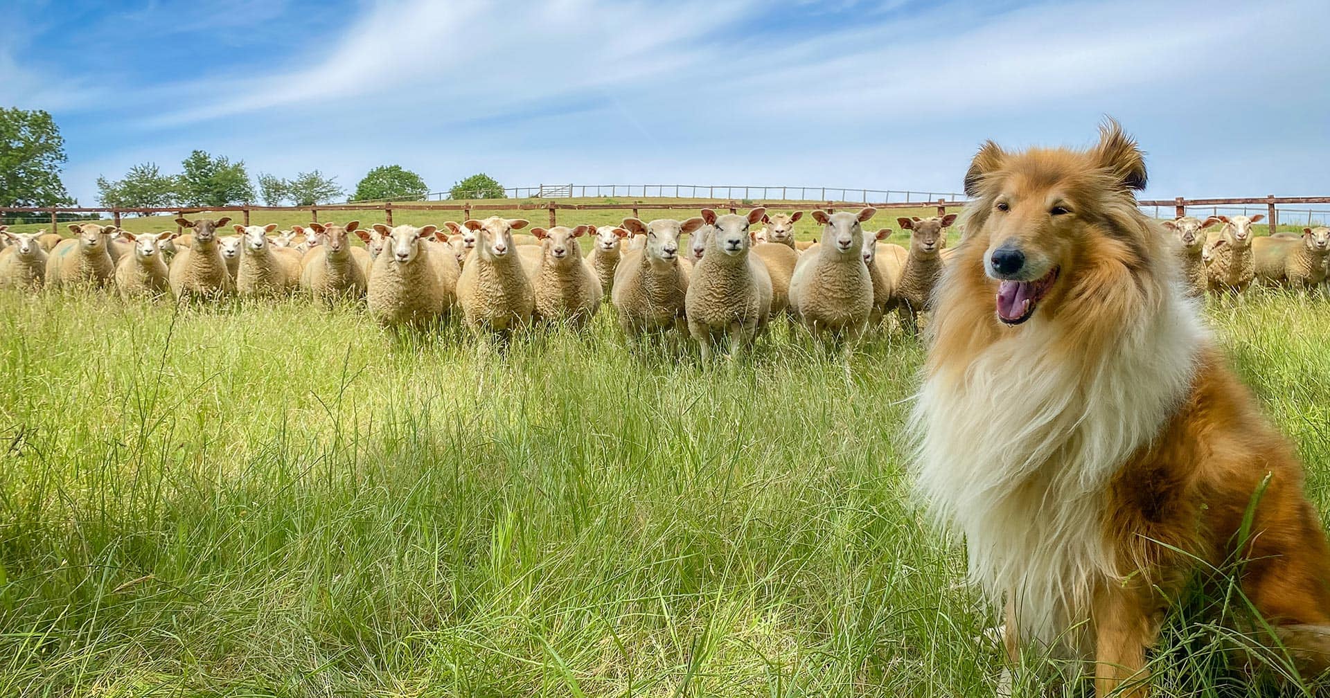 Killybegs, Ireland Friends and Family - Sheepdog Demostration Excursion ...