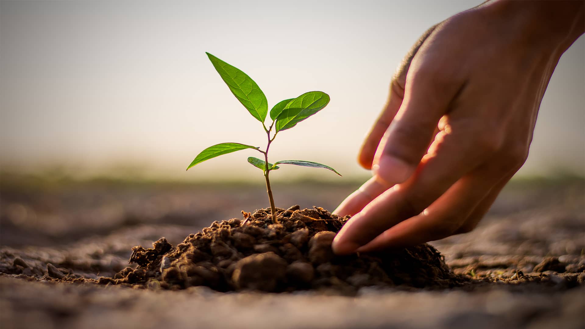 Kotor, Montenegro Go Green-Plant A Tree For The Earth Excursion ...