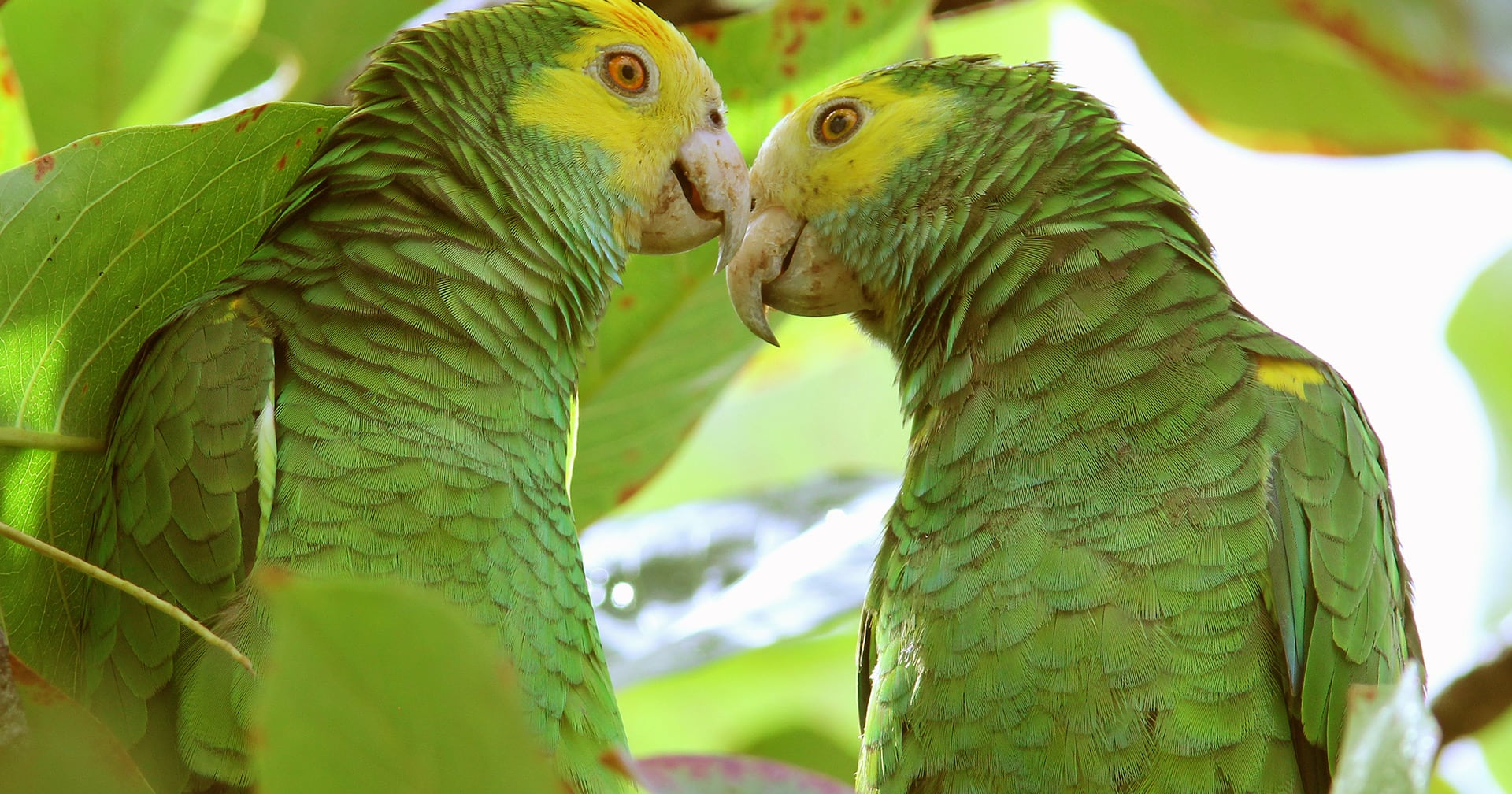 Kralendijk, Bonaire Go Green- Echo Conservation Center for Parrots ...