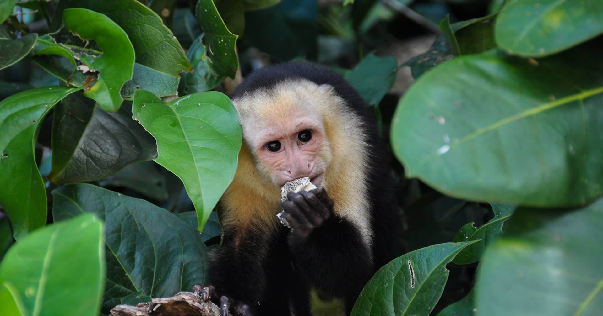Puerto Limon, Costa Rica Caribbean Train, Eco Cruise & Countryside ...