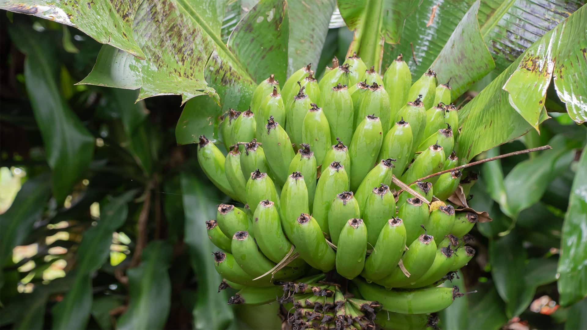 Puerto Limon, Costa Rica Limon Flavors, Countryside & Tropical Plants ...