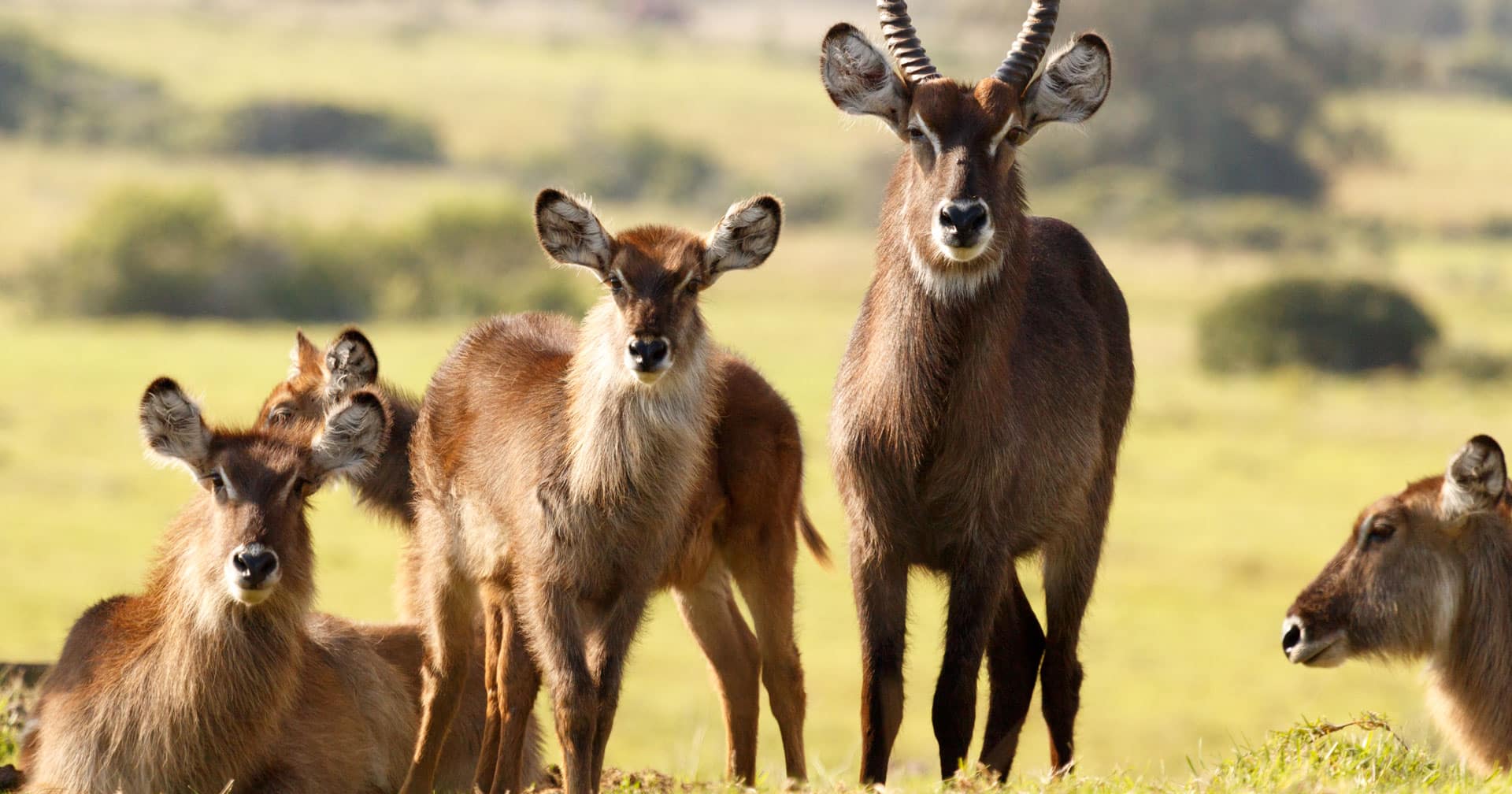 Port Elizabeth (Gqeberha), South Africa Kwantu Private Game Reserve ...