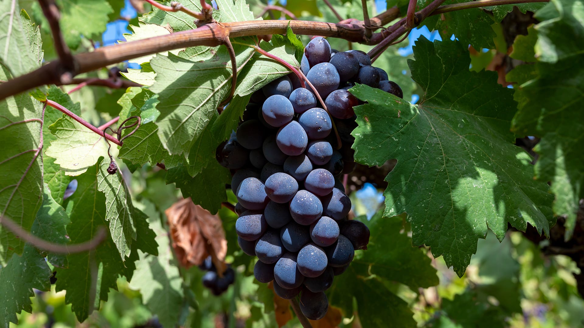 Limassol, Cyprus The Wine From Ancient Times Excursion | Norwegian ...