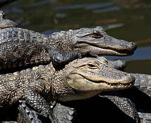 Montego Bay, Jamaica Falmouth Highlights & Swamp Safari Excursion ...