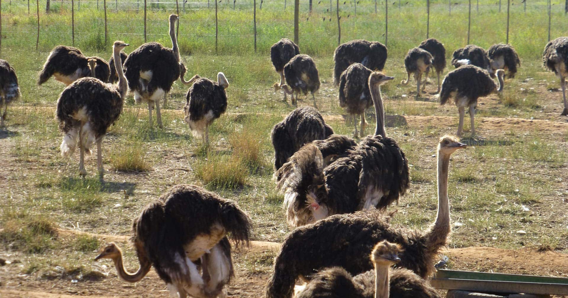 Mossel Bay, South Africa Discover Oudtshoorn & Its Ostrich Heritage ...