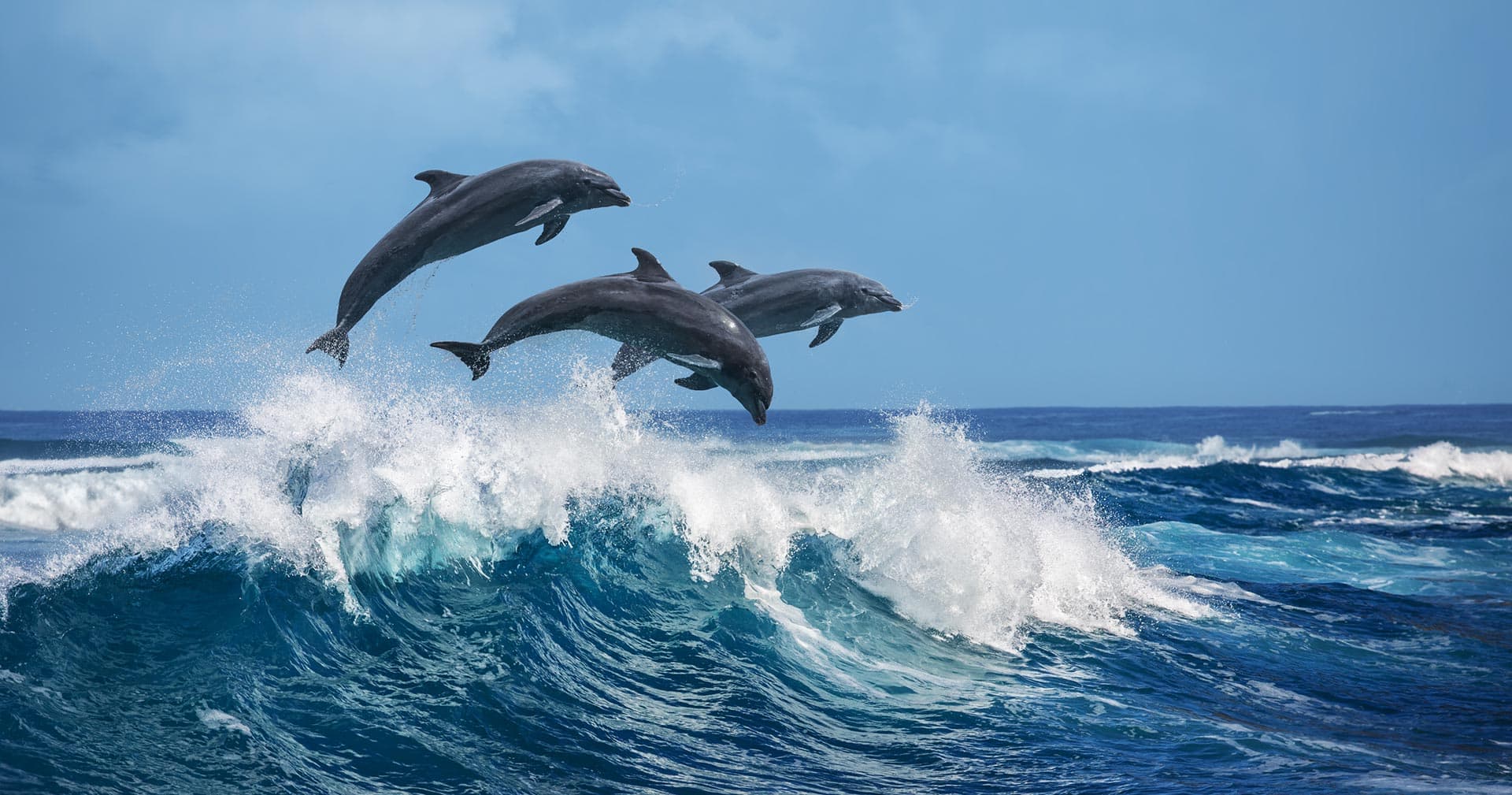 Moorea, French Polynesia Dolphin Watching Expedition Excursion ...