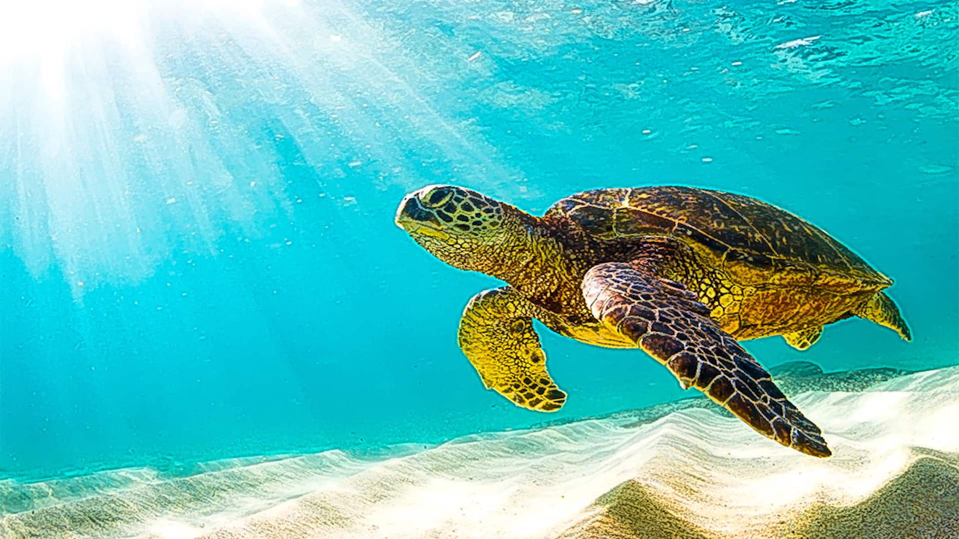 Nassau, Bahamas Swim With Turtles & Beach Day At Footprints Excursion ...