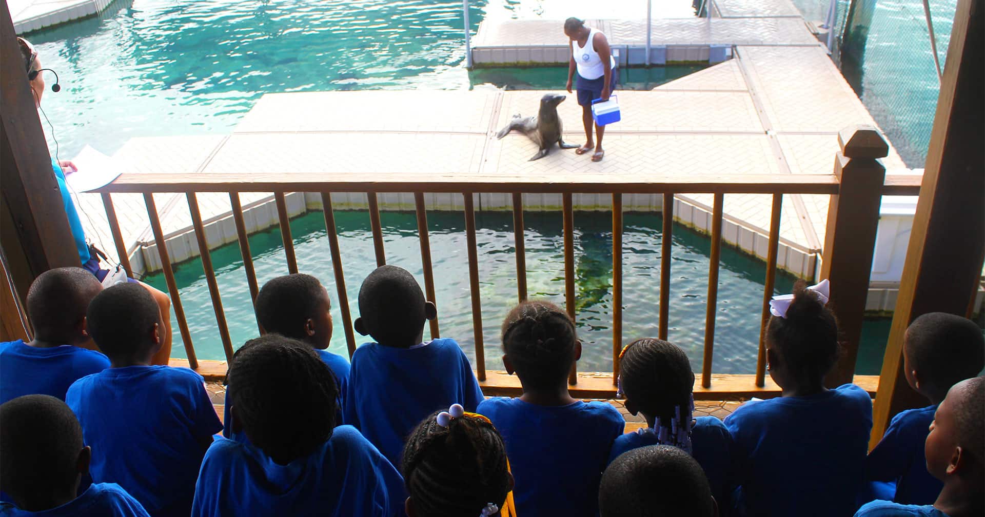 Nassau, Bahamas Blue Lagoon Sea Lion & Dolphin Observer Excursion ...