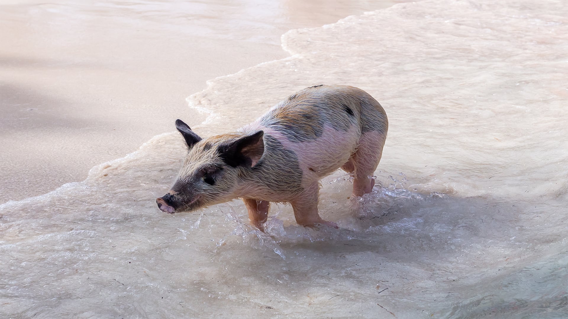Nassau, Bahamas Pearl Island Pigs Beach Adventure Excursion | Norwegian ...