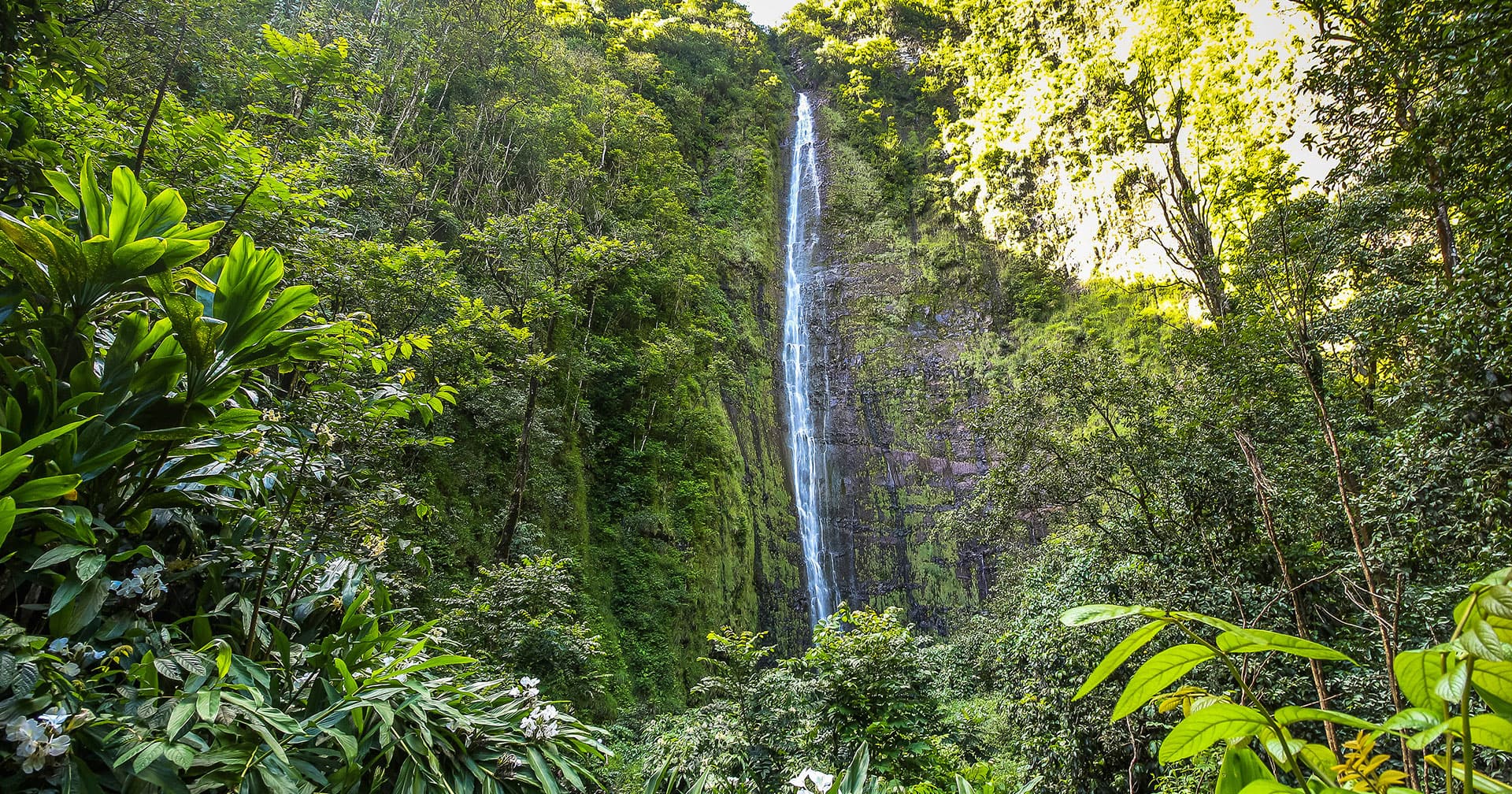 Nāwiliwili, Kaua`i Discover Jungle Falls Hike Excursion | Norwegian ...
