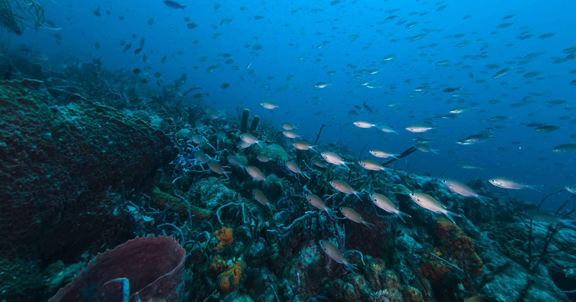 Oranjestad, Aruba Atlantis Submarine Excursion | Norwegian Cruise Line