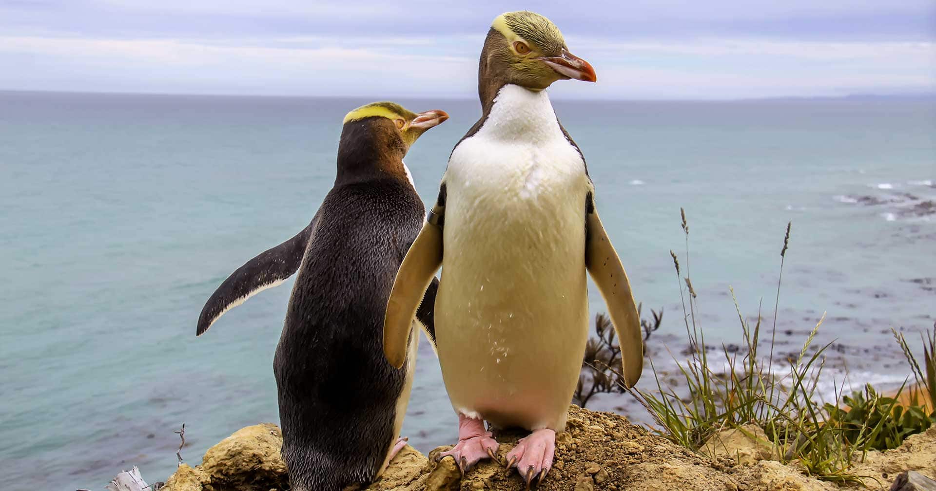 Dunedin (Port Chalmers), New Zealand Nature’s Wonders Wildlife Safari ...