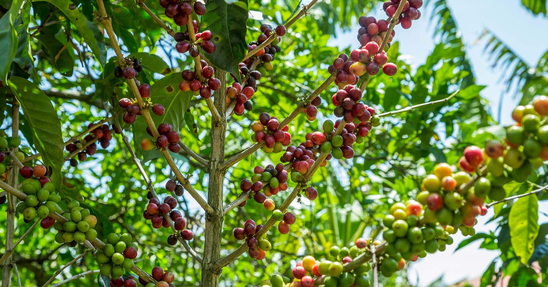 Puntarenas, Costa Rica La Eva Coffee Plantation Experience & Sarchi ...