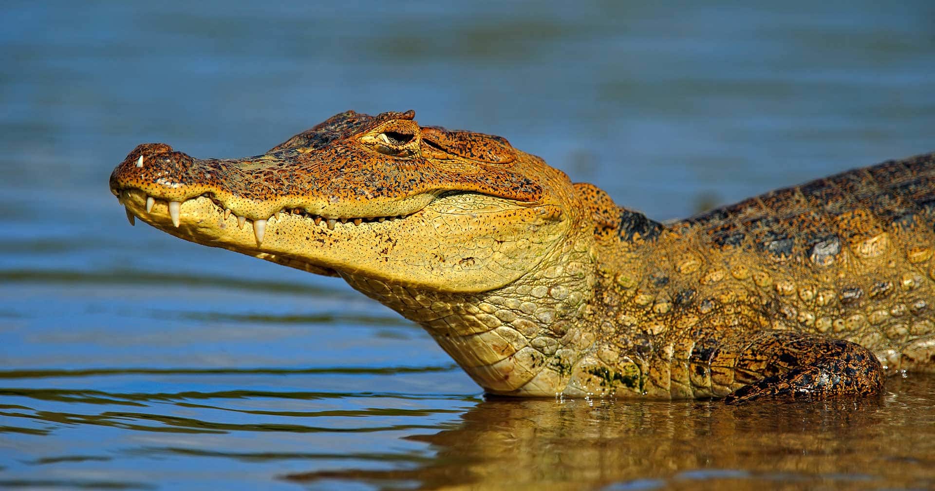 Puntarenas (Puerto Caldera), Costa Rica Crocodile Safari & Traditional ...
