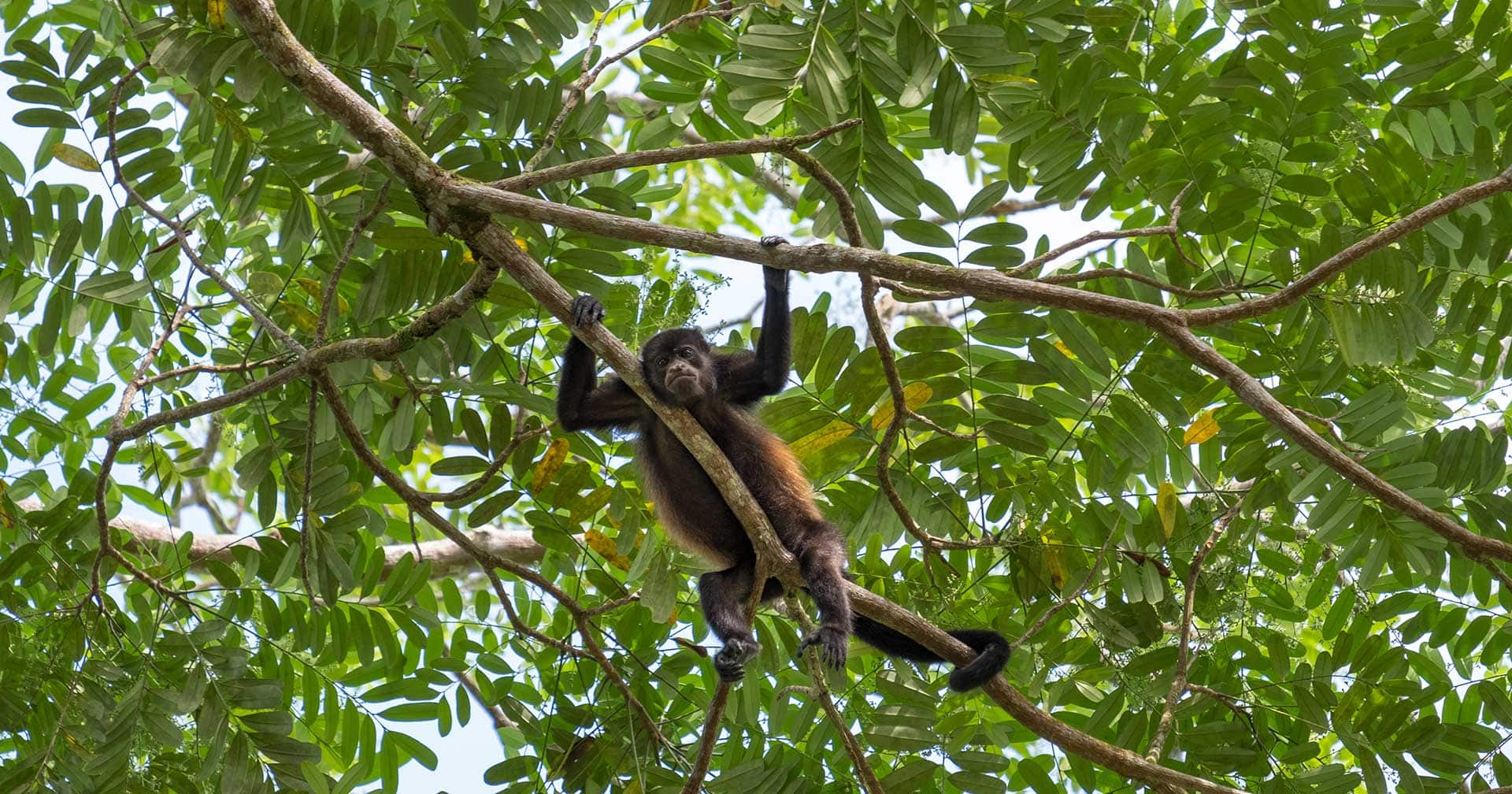Puntarenas, Costa Rica Jungle & River Wagon Expedition Excursion ...