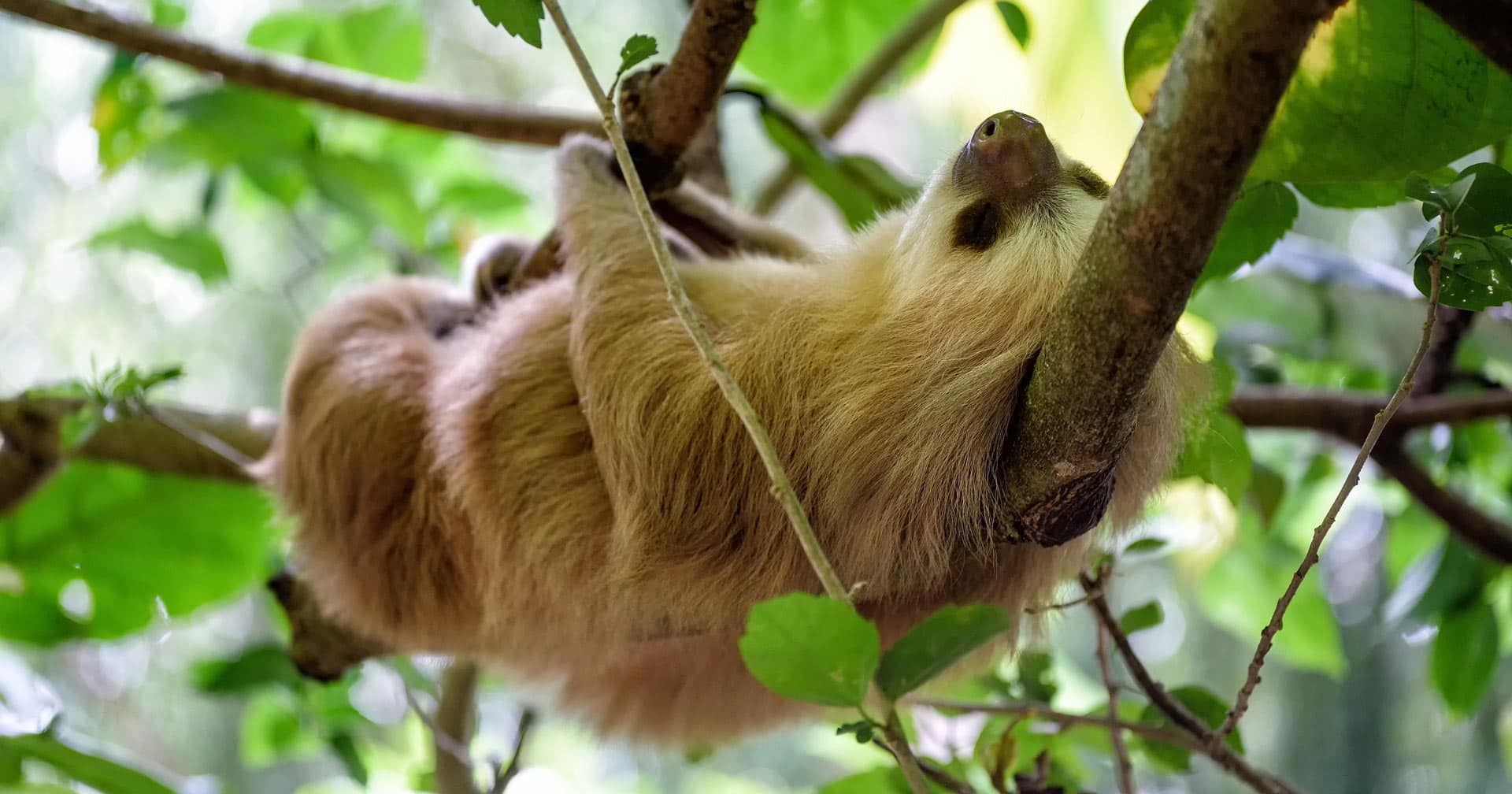 Puntarenas (Puerto Caldera), Costa Rica Sloth Sanctuary & Wildlife ...