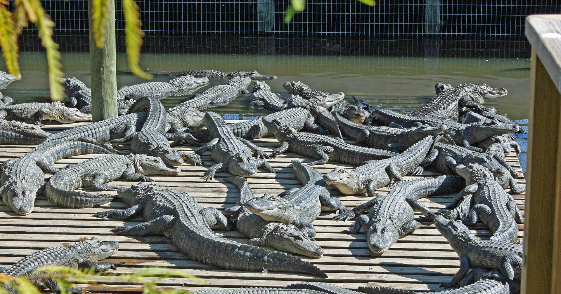 Orlando (Port Canaveral), Florida Gatorland With Stompin' Gator Off ...