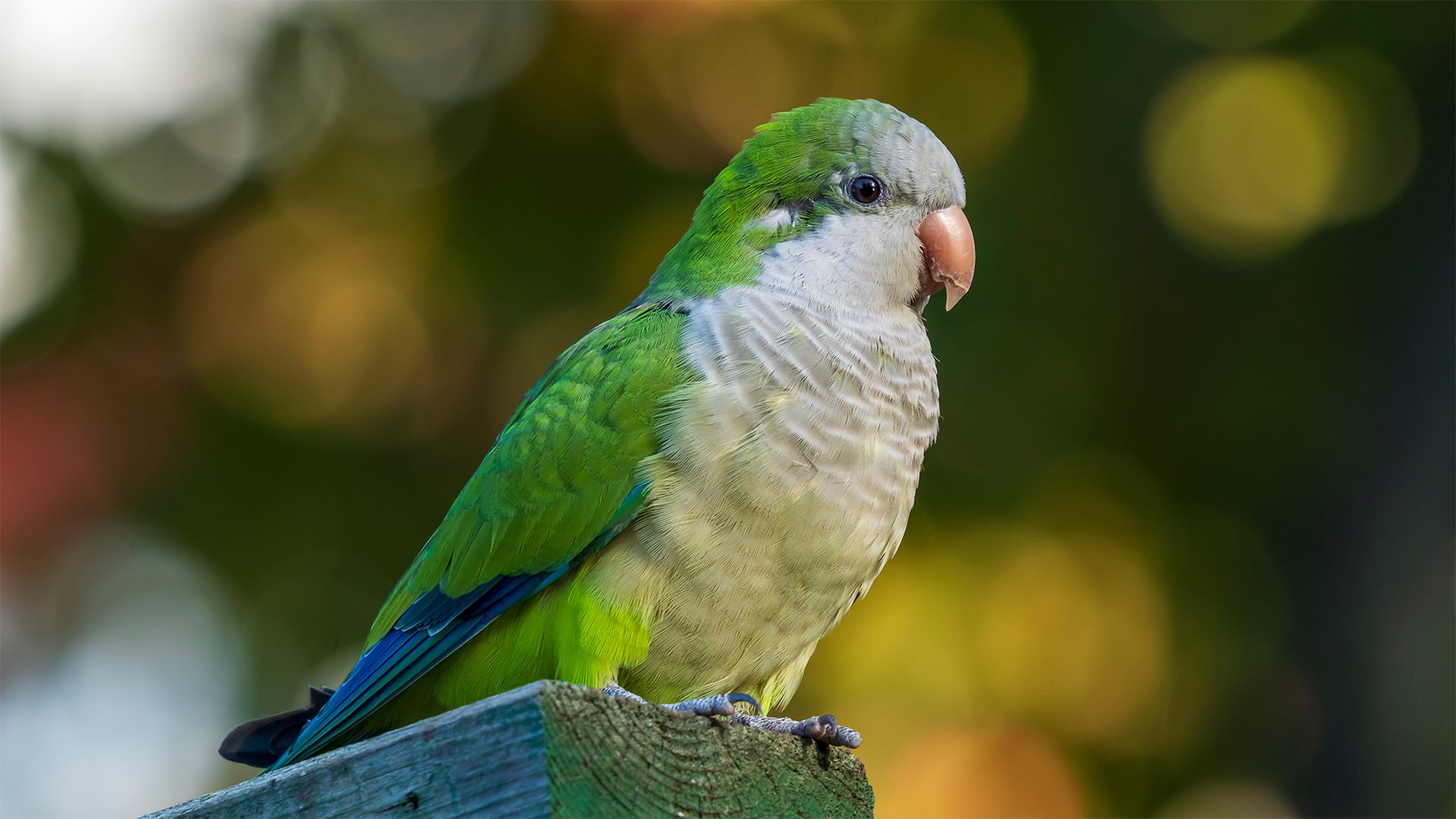 Philipsburg, St. Maarten Bird Sanctuary And Beach Excursion | Norwegian ...